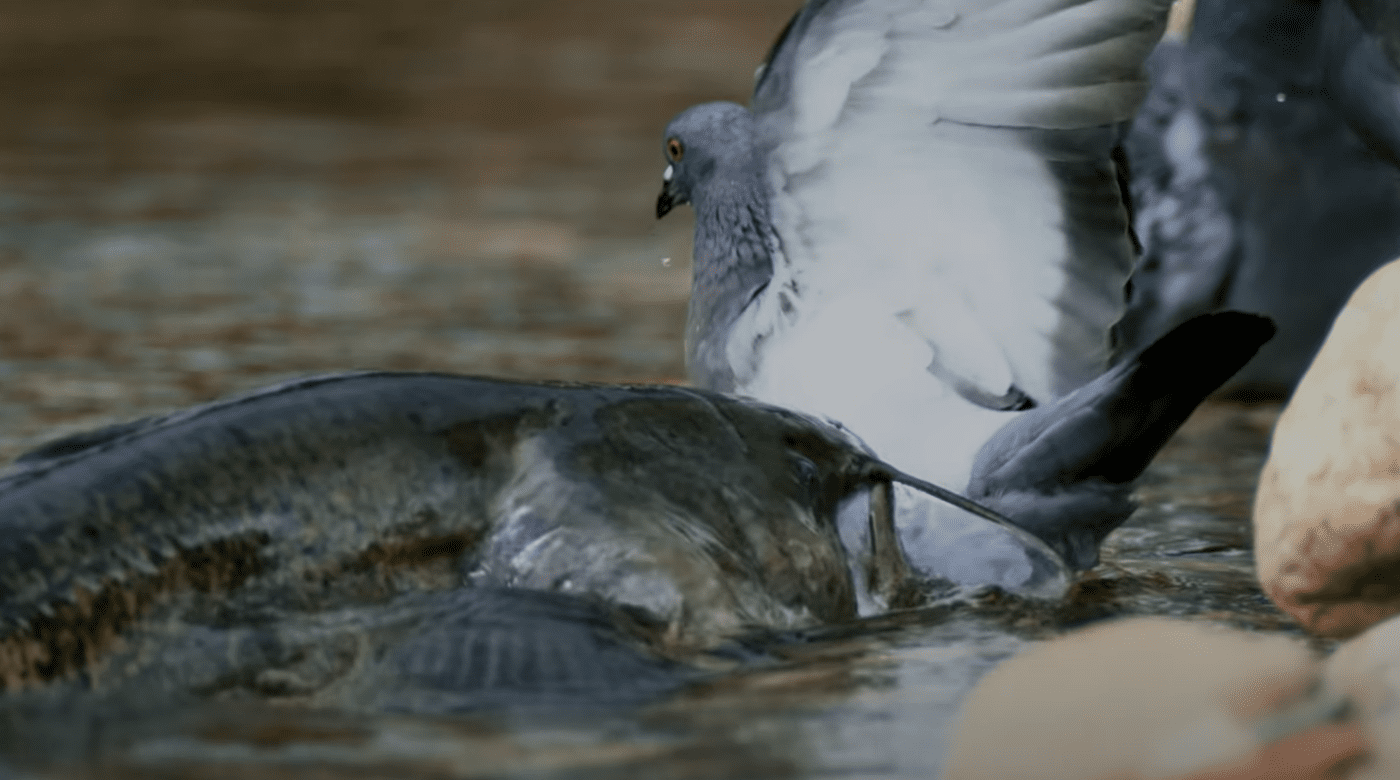 Watch This Wels Catfish Hunt & Kill Unsuspecting Pigeons | Whiskey Riff