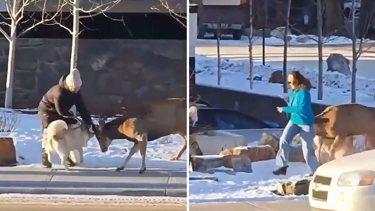 Woman Lucky To Escape Without Injury When Off-Leash Dog Attacks Deer At ...