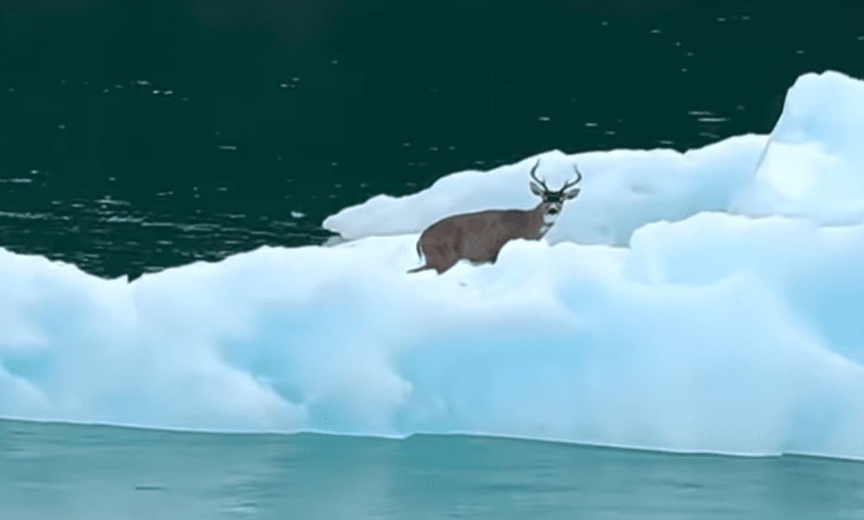 Sitka Blacktail Deer Takes A Ride On Floating Iceberg In Alaska ...