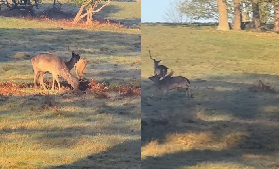 Man Captures Incredible Video Of Fallow Deer Shedding Its Antlers ...