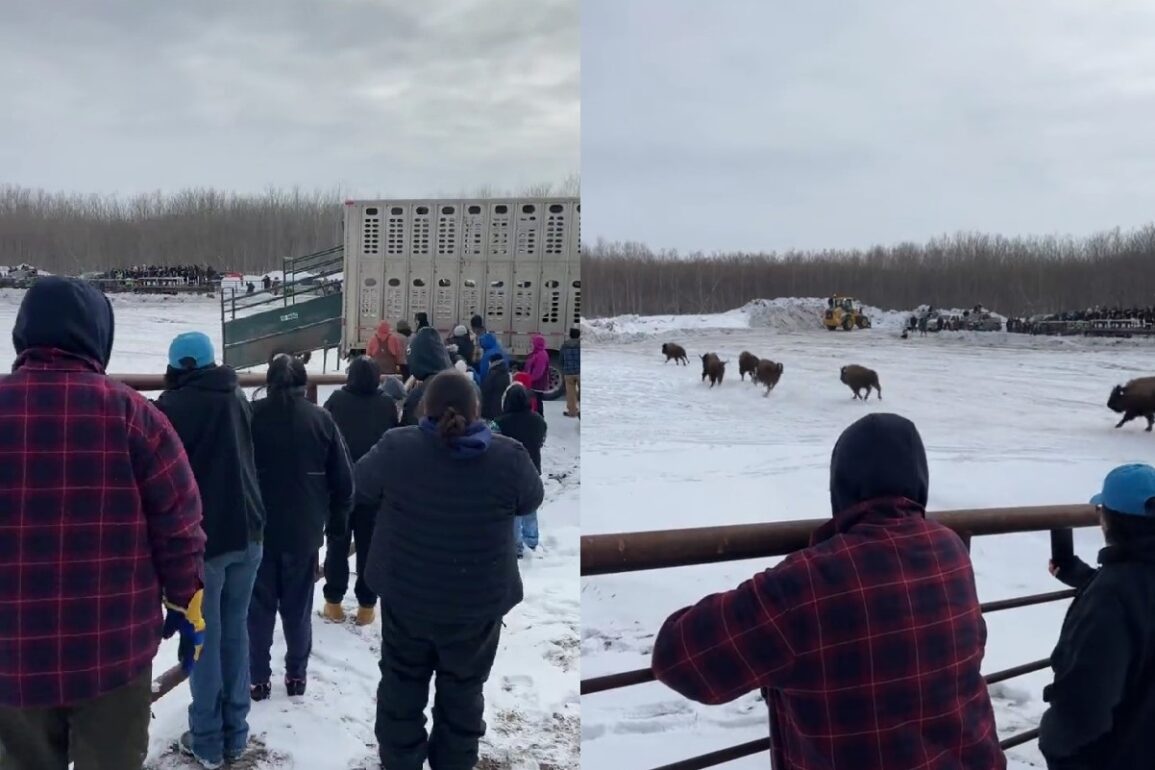 First Nation In Saskatchewan Celebrates The Return Of Buffalo To ...