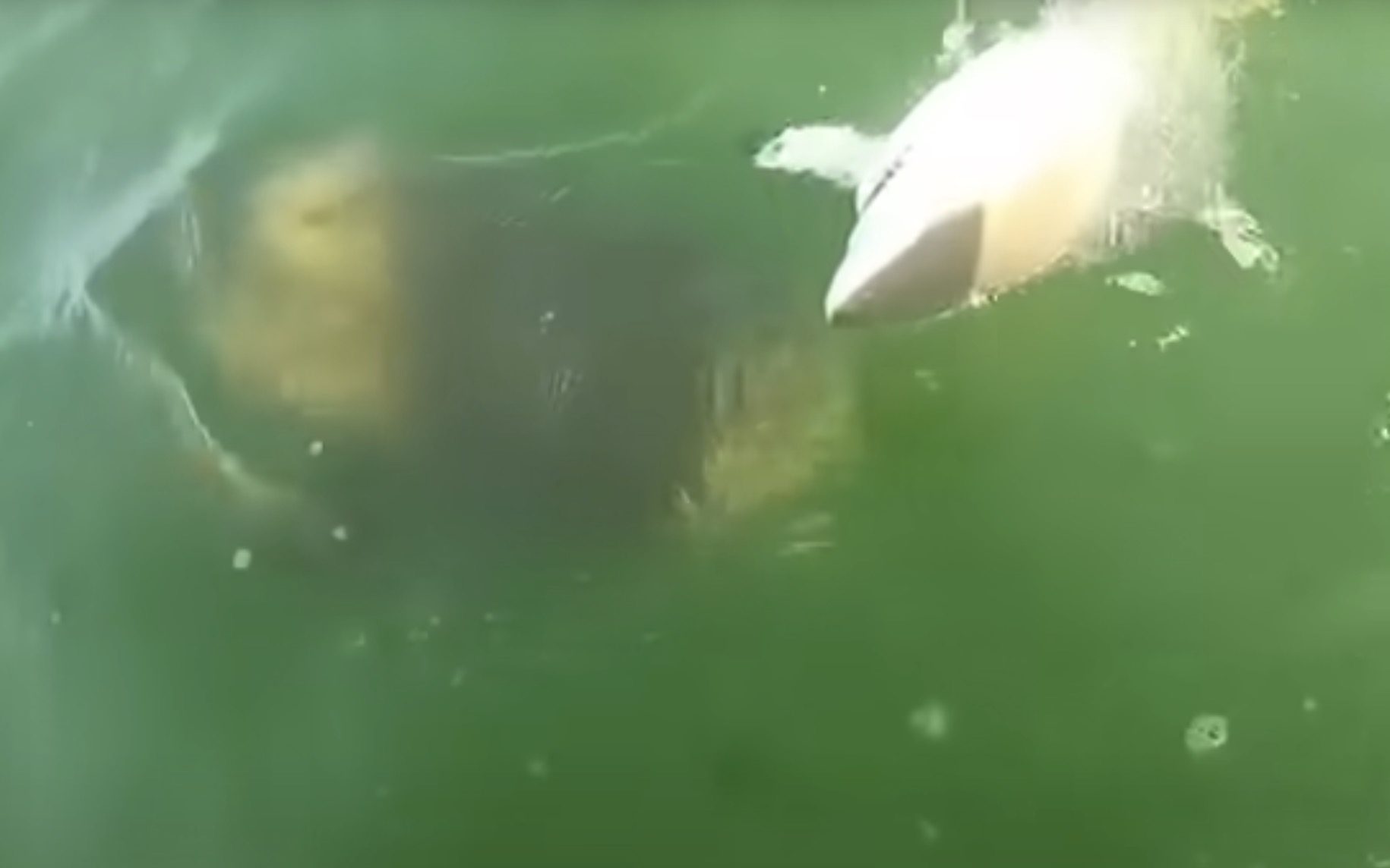 Goliath Grouper Swallows 4-Foot Shark Off The Coast Of Florida ...