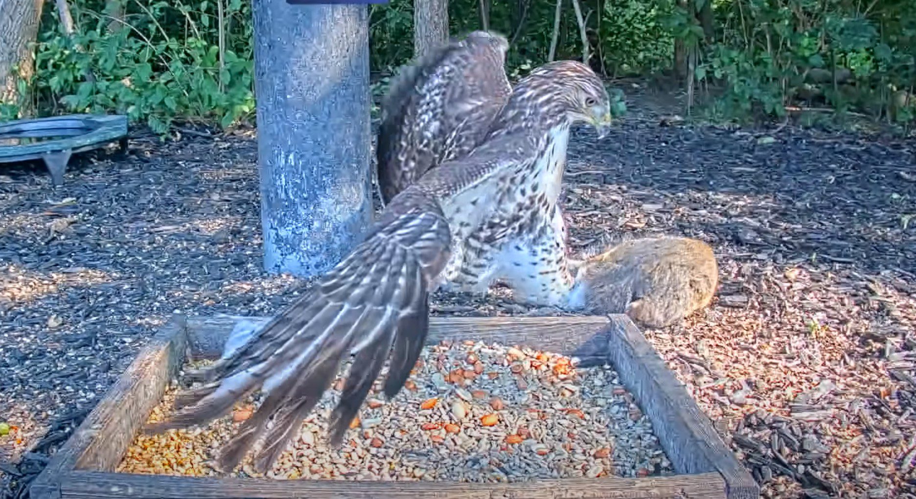 Squirrel Narrowly Escapes Hawk’s Death Grip After Lightning-Fast Attack ...