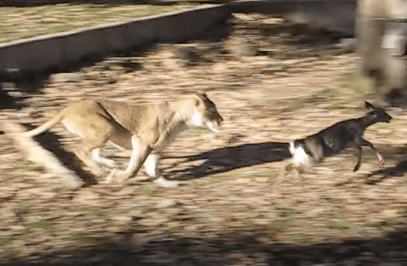 Deer Leapt Into Lion’s Den At The Washington DC Zoo, & Nature Took Its ...