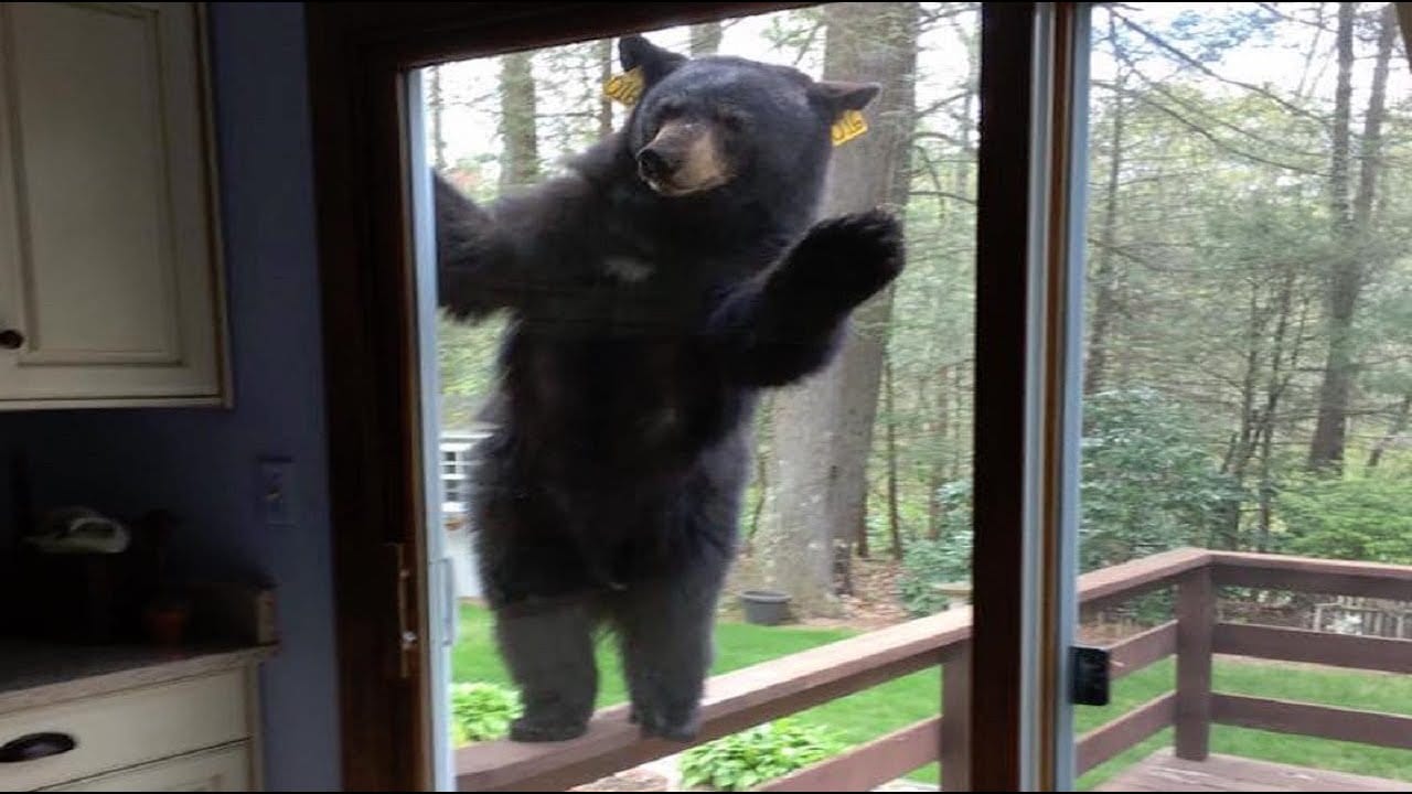 Bears Are Snatching Up Backpacks In North Carolina | Whiskey Riff
