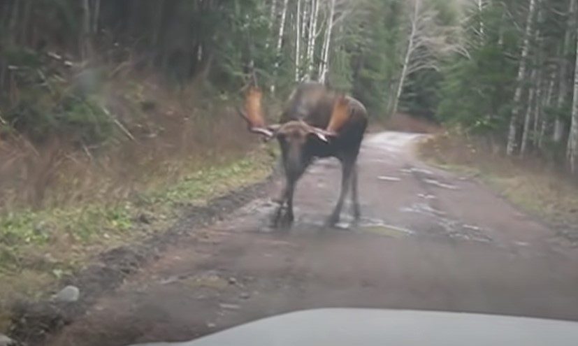 Big Bull Moose Has Enough, Turns & Charges Truck Who Is Chasing Him ...
