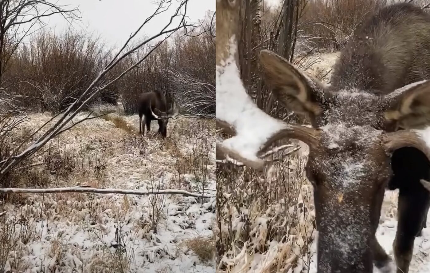 Big Ol’ Bull Moose Walks Right Up To A Montana Hunter | Whiskey Riff
