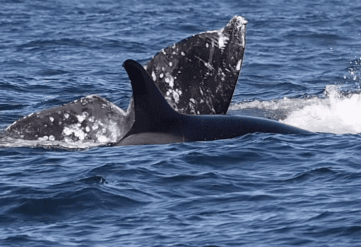Group Of Orcas Attack Massive Gray Whale Off California Coast | Whiskey ...