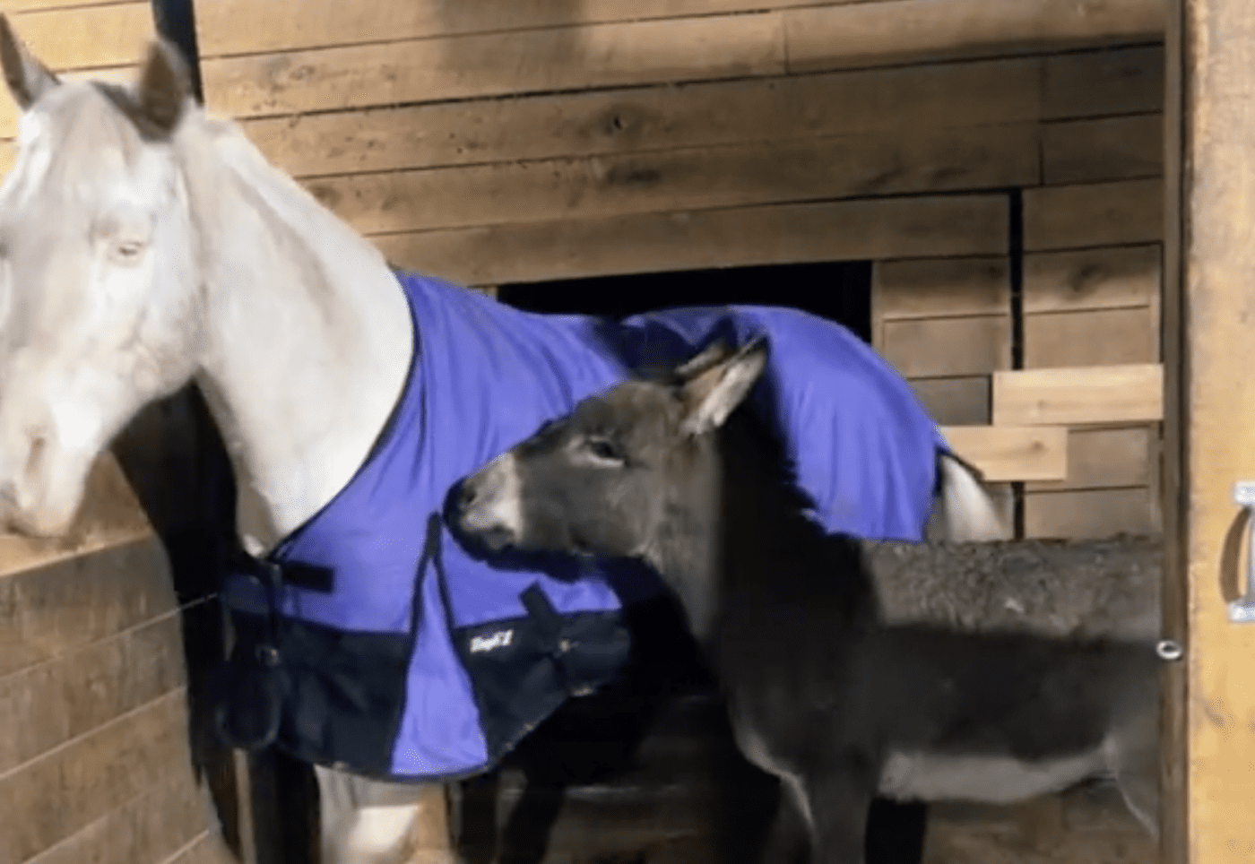 Watching This “Seeing Eye Donkey” Guide A Blind Horse Into Pasture Will ...