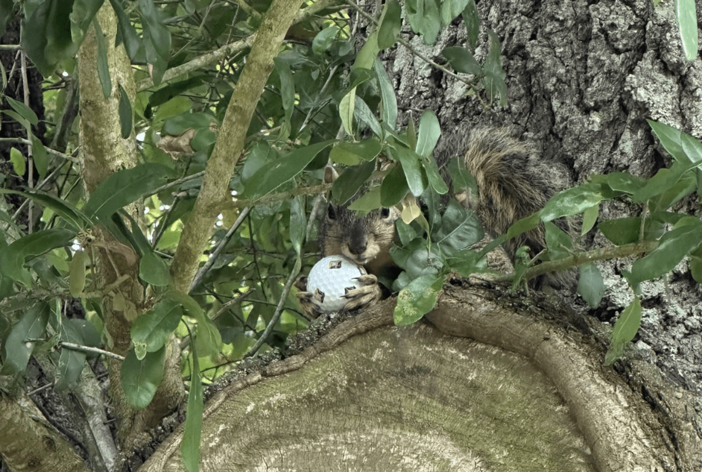 Golfer Has His Errant Tee Shot Snatched Up By A Squirrel & Social Media ...