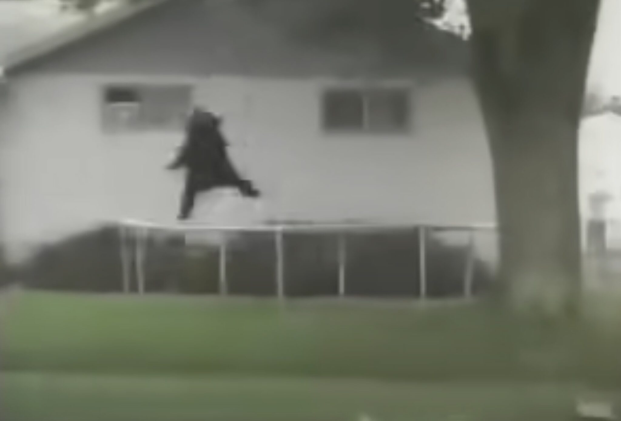 Tranquilized Bear Falls Out Of A Tree & Gets Absolutely Launched By A ...