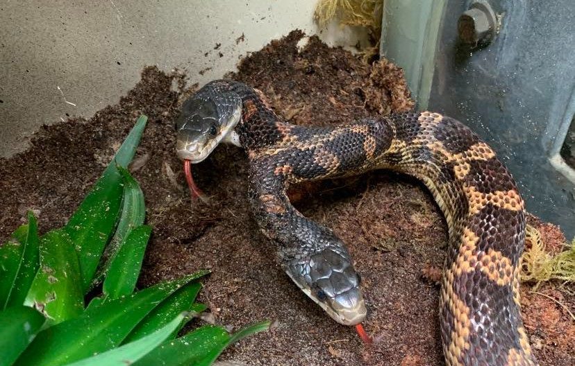 Insanely Rare Two-Headed Snake On Display At Texas Zoo | Whiskey Riff