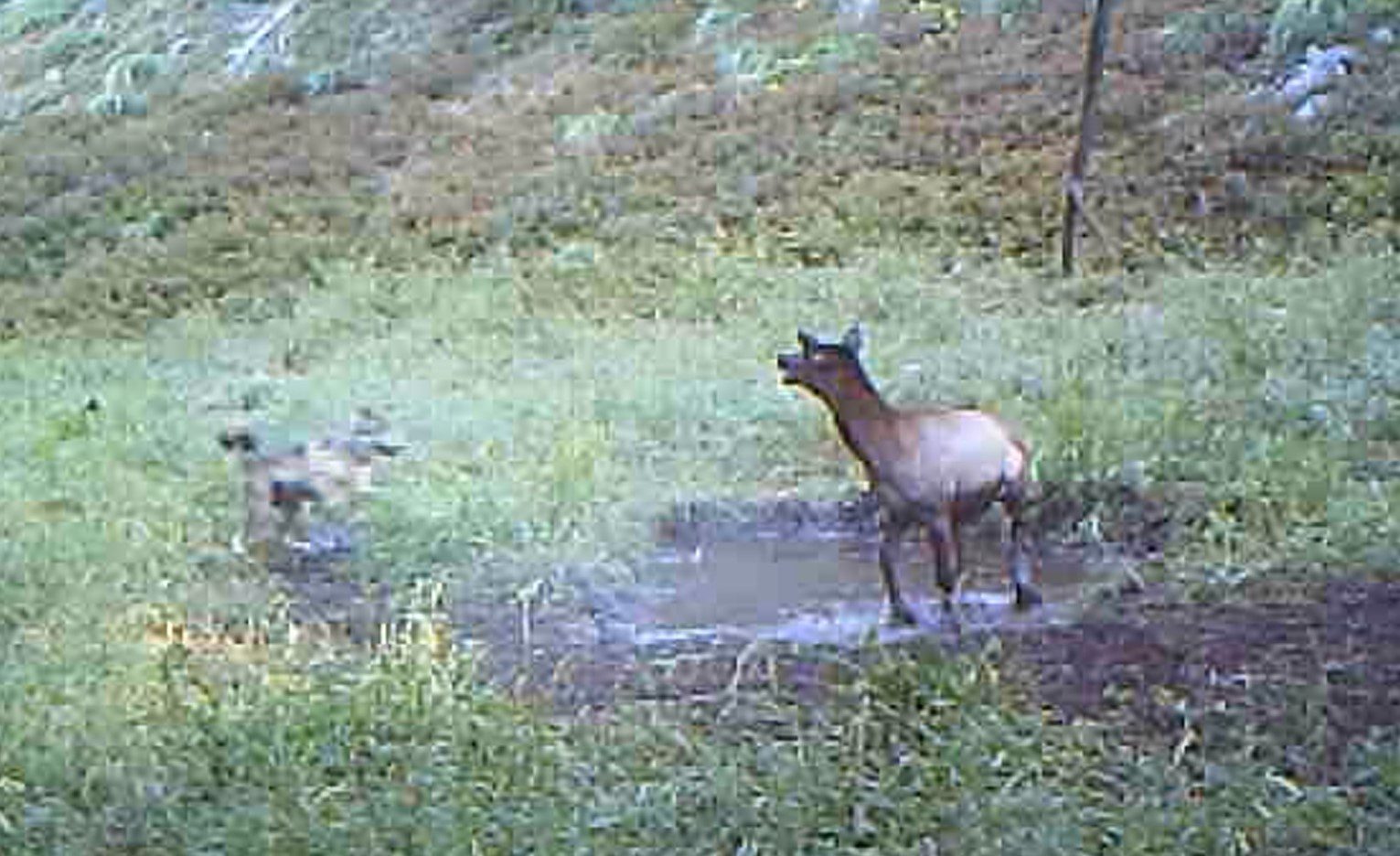 Wolf Launches Surprise Attack On Elk In Watering Hole | Whiskey Riff