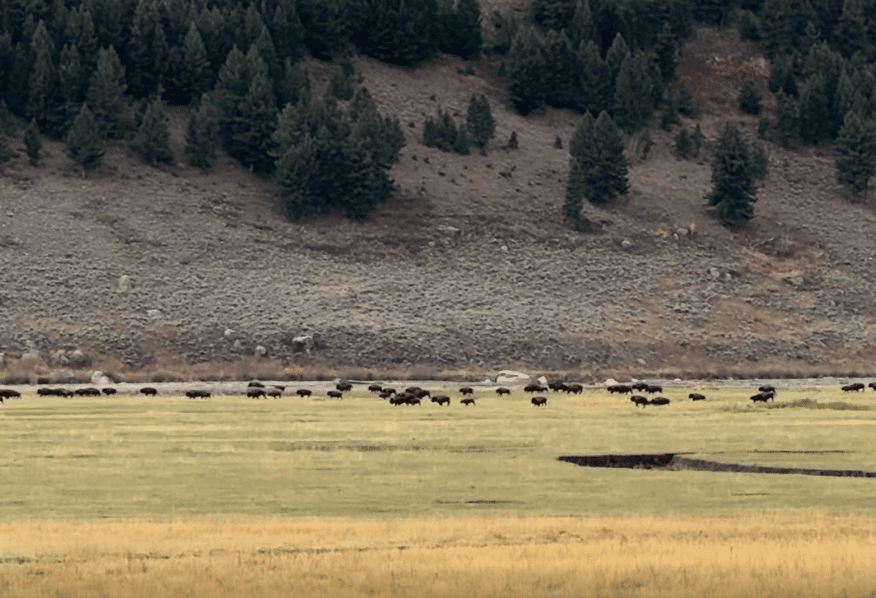 Hundreds Of Bison Stampede Through Yellowstone National Park | Whiskey Riff